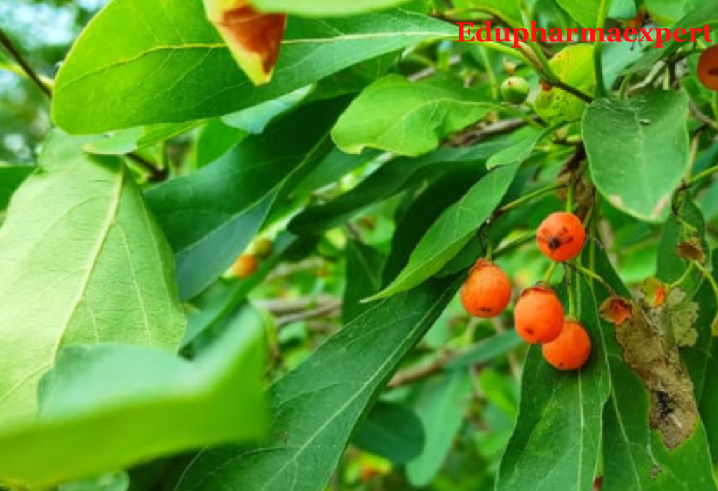 Top 10 Indian Berries That Are Nutritious and Delicious - Edupharmaexpert