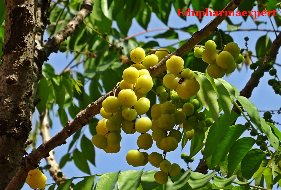 Top 10 Indian Berries That Are Nutritious and Delicious - Edupharmaexpert