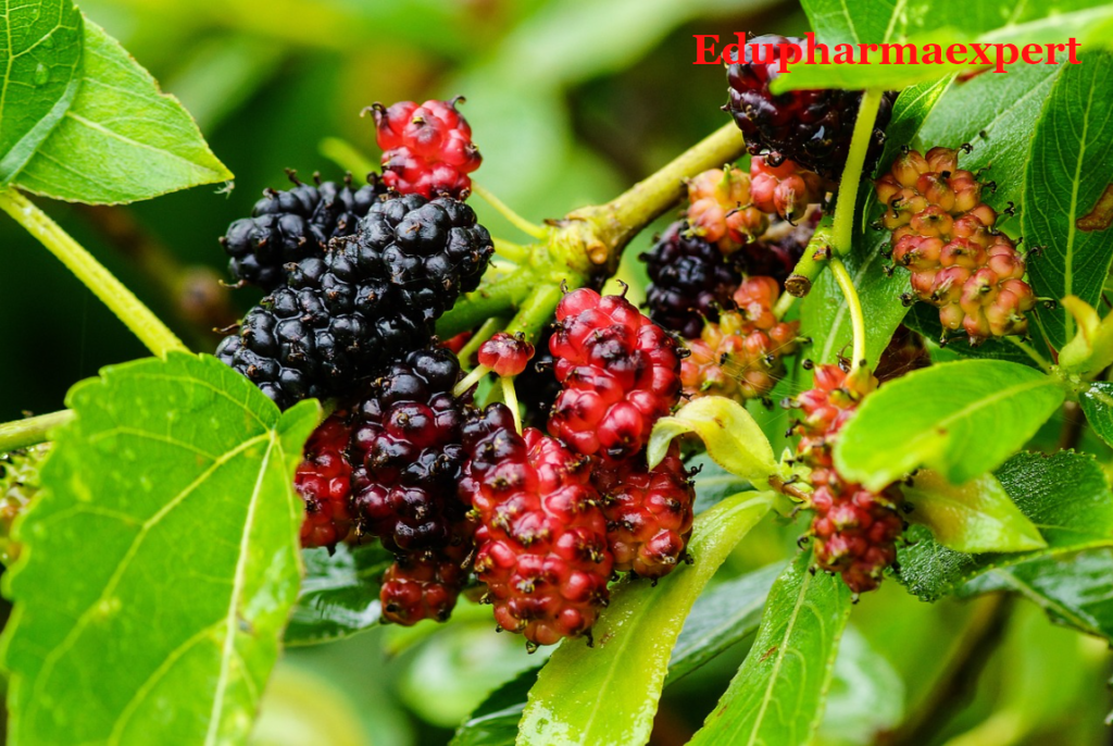 Top 10 Indian Berries That Are Nutritious and Delicious - Edupharmaexpert