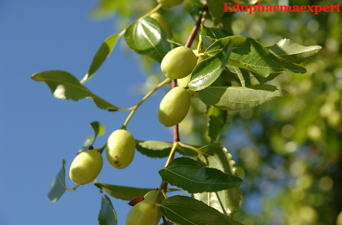 Top 10 Indian Berries That Are Nutritious and Delicious - Edupharmaexpert